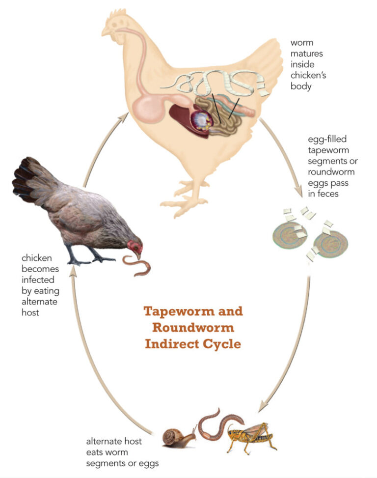 When, Why and How of Deworming Chickens - Backyard Poultry
